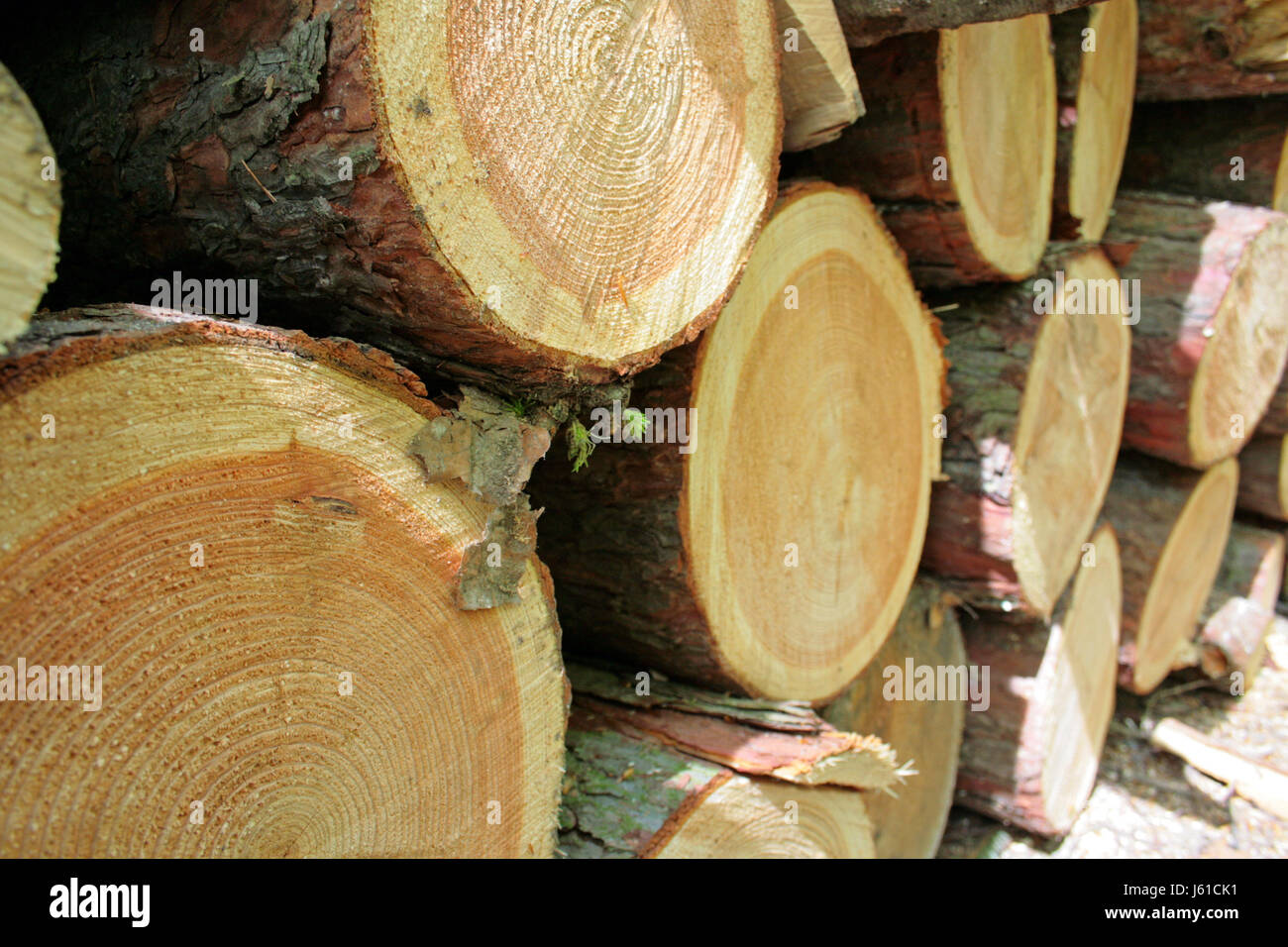 tree wood stucco piece section segment part area piece of wood forest ...