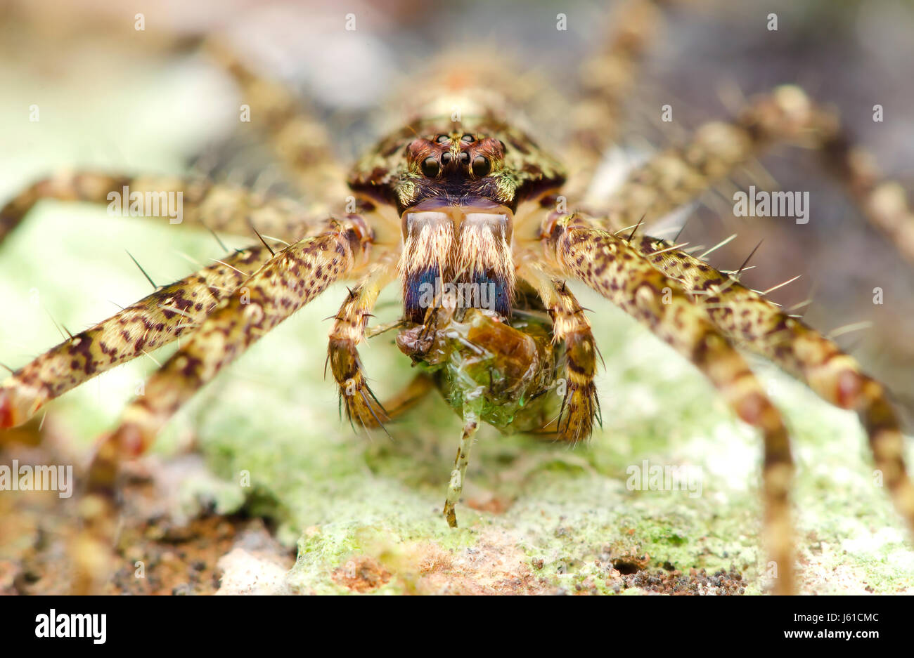 lichen spider eating some kind insects Stock Photo - Alamy