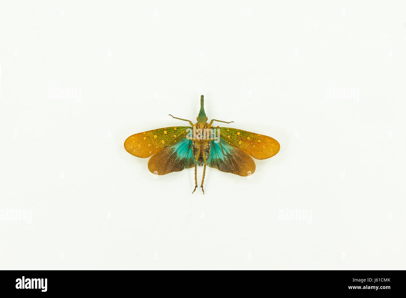 lantern bug dried specimen isolated on white background. Pyrops ...