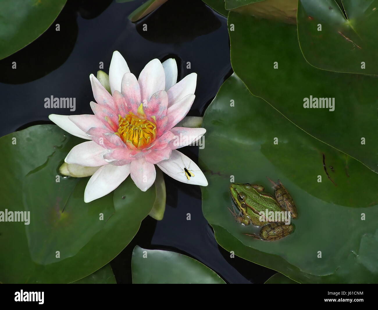 frog and fly Stock Photo - Alamy