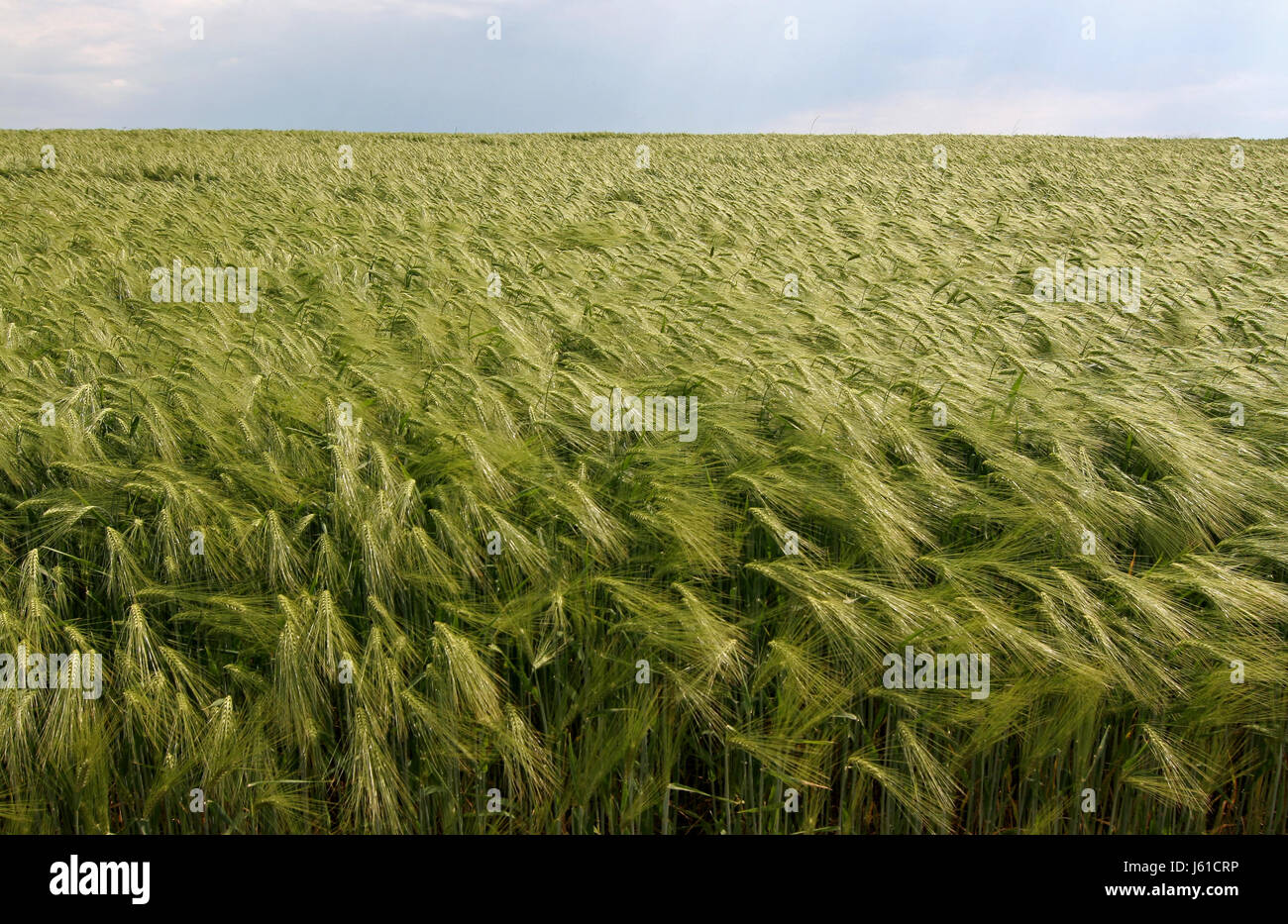 grain corn field blade barley plant cereal leaf horizon agriculture ...