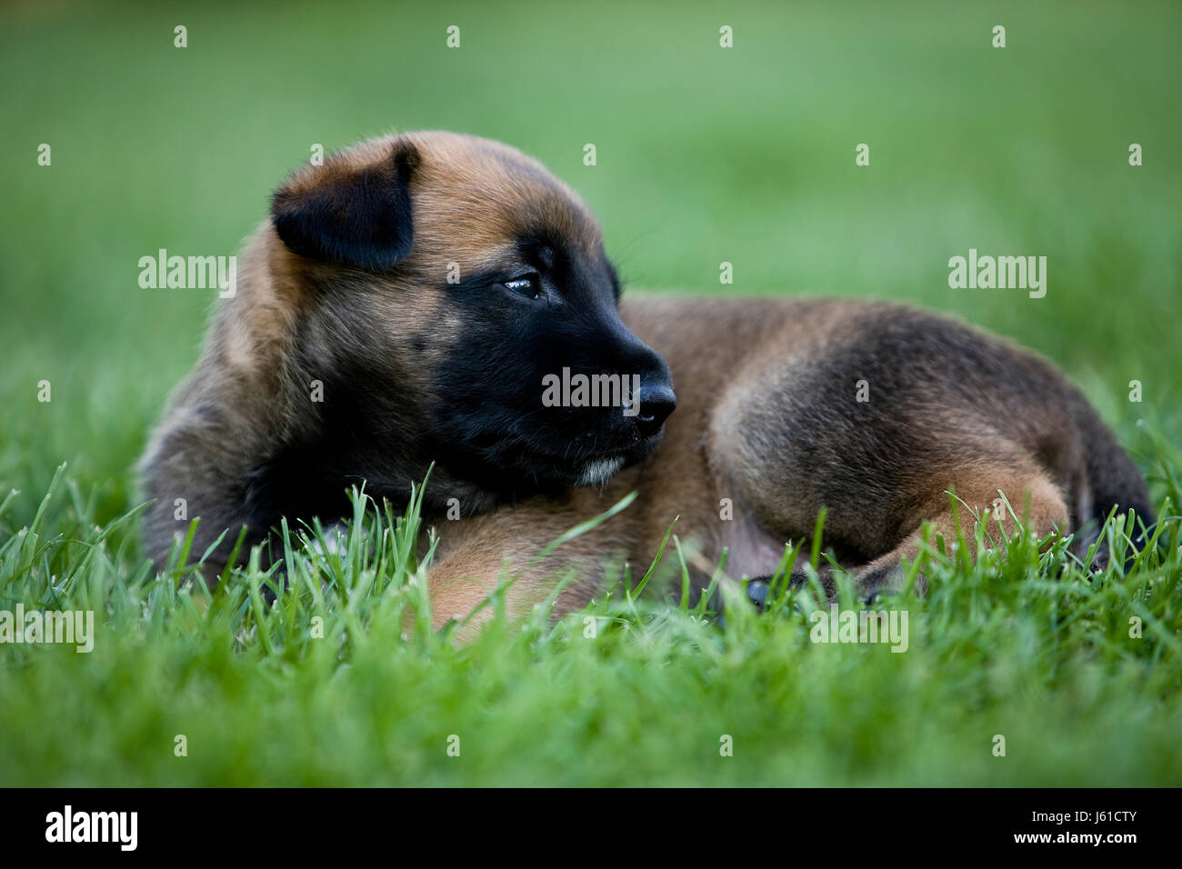 dog cub baby young younger puppies whelps pupies dog cub baby mali ...