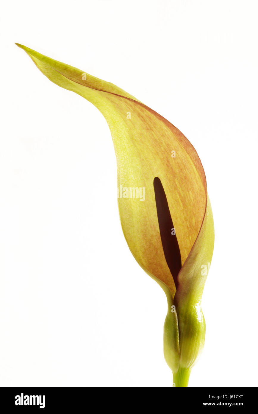 piston cob flower plant bloom blossom flourish flourishing stamp petals ...