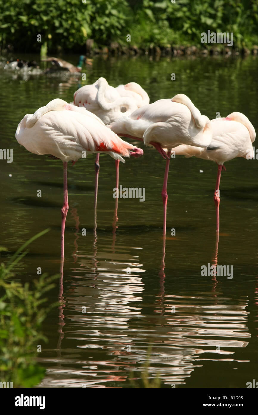 bird flower rose plant birds pink flamingo bird flower rose plant birds ...