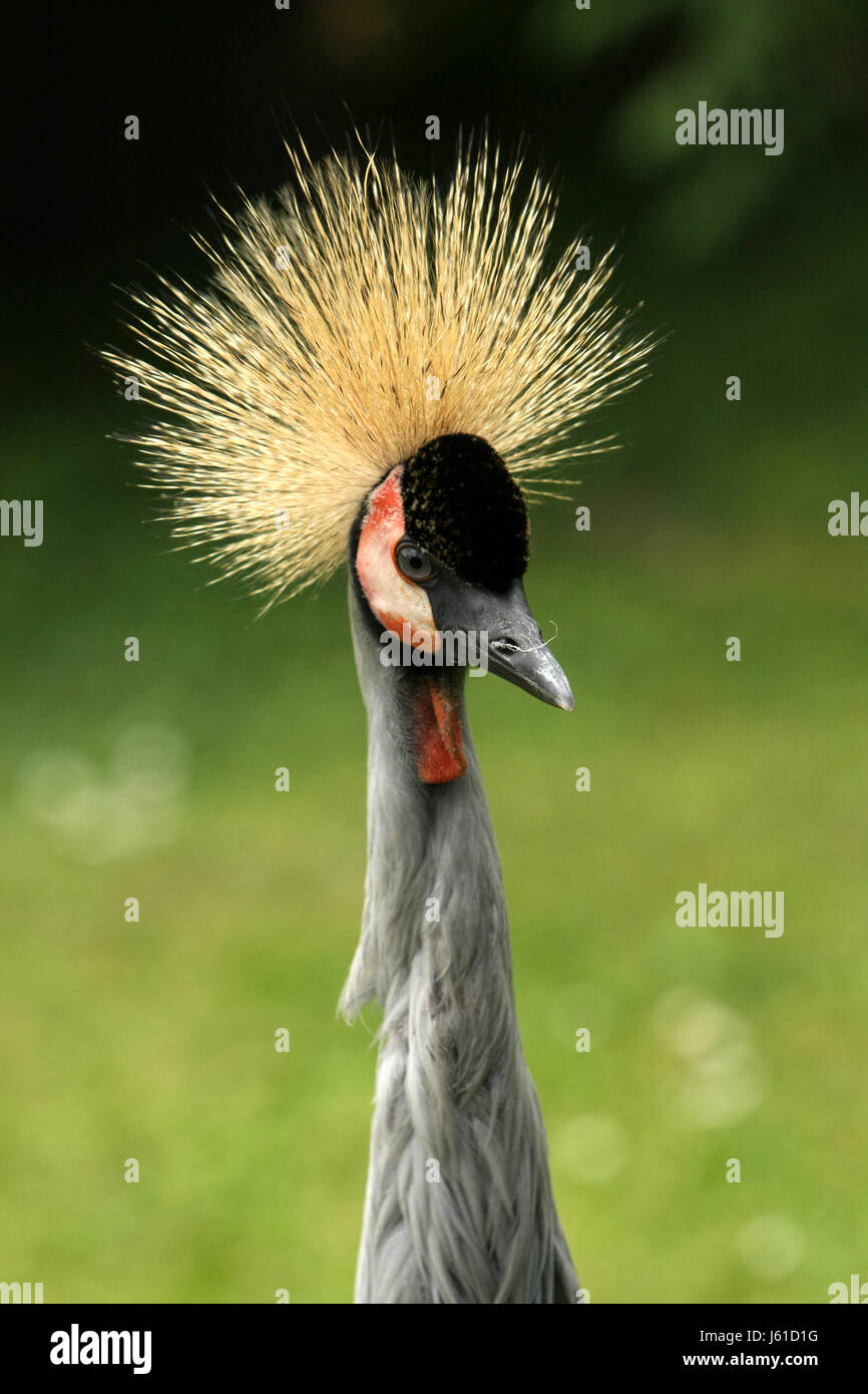 bird birds crown cap crane feather bird birds crown cap crane feather ...