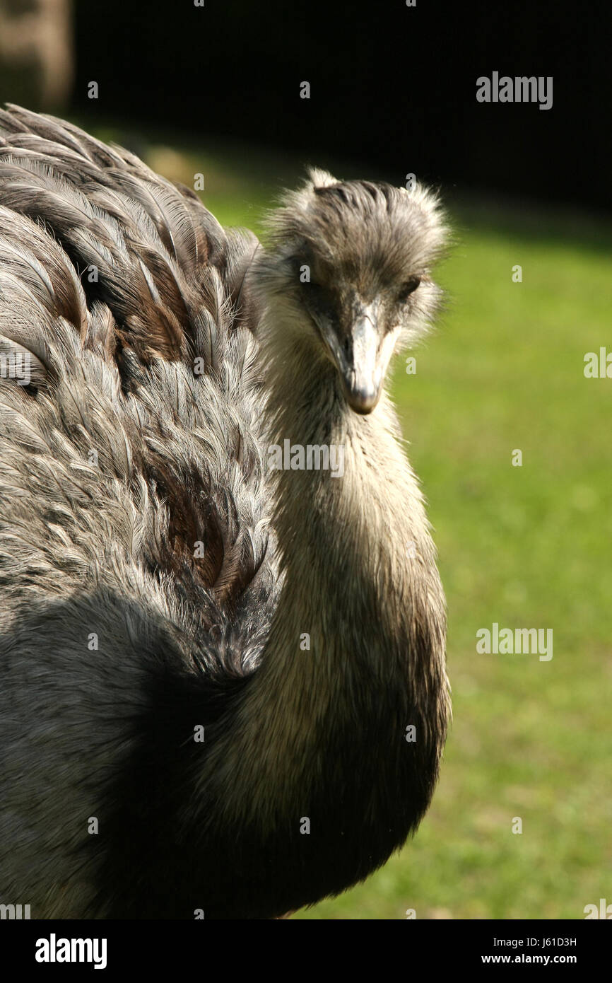 bird birds ostrich nosegay bird birds ostrich cursorial birds nosegay ...