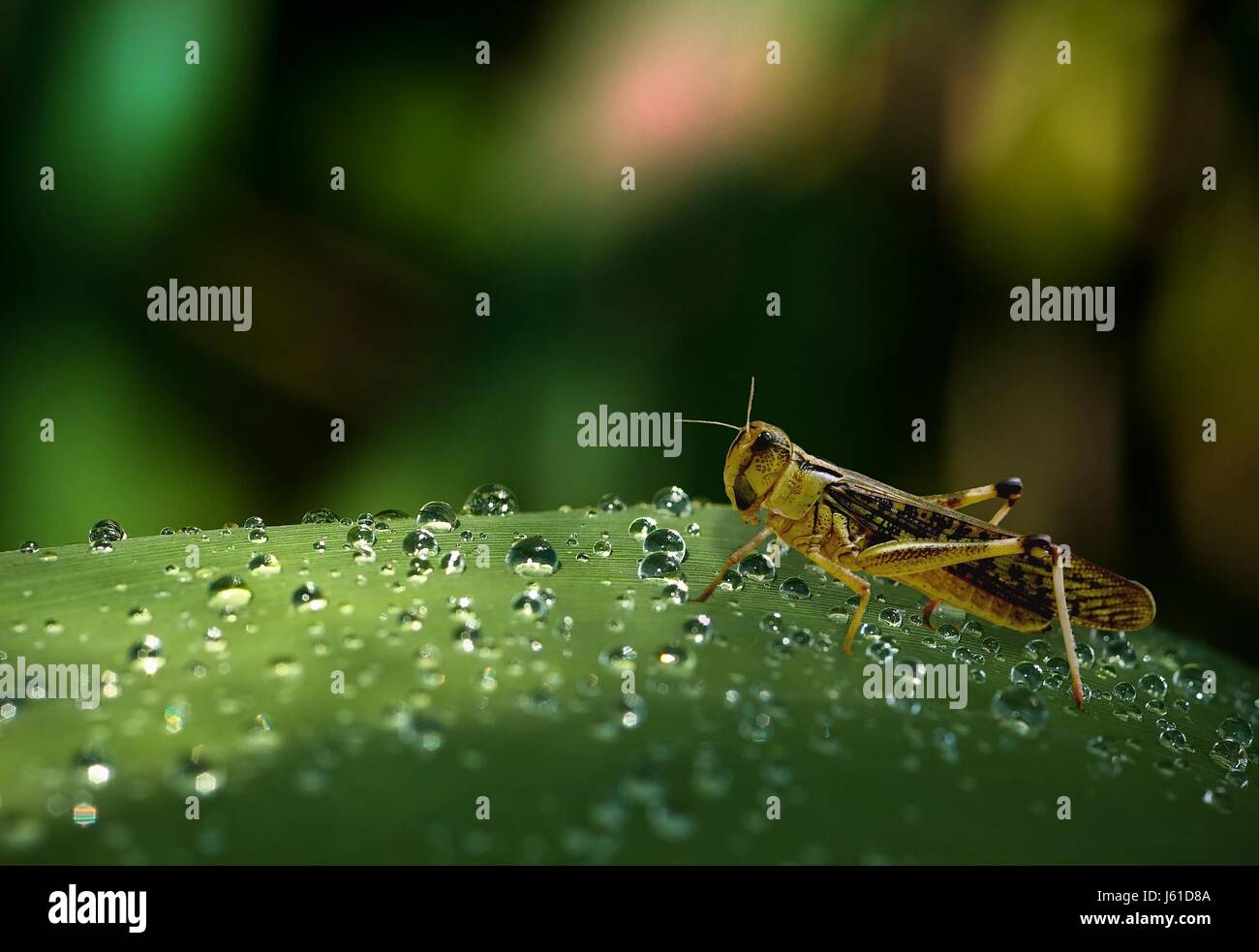 leaf insect wet cricket antenna damp moisture water drop drip drops ...