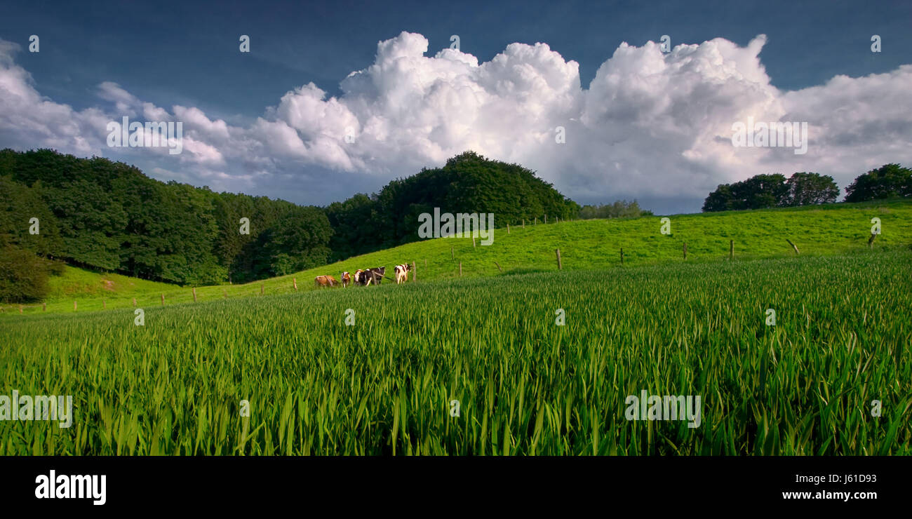 agriculture farming summer summerly cows thunderclouds stock farming ...