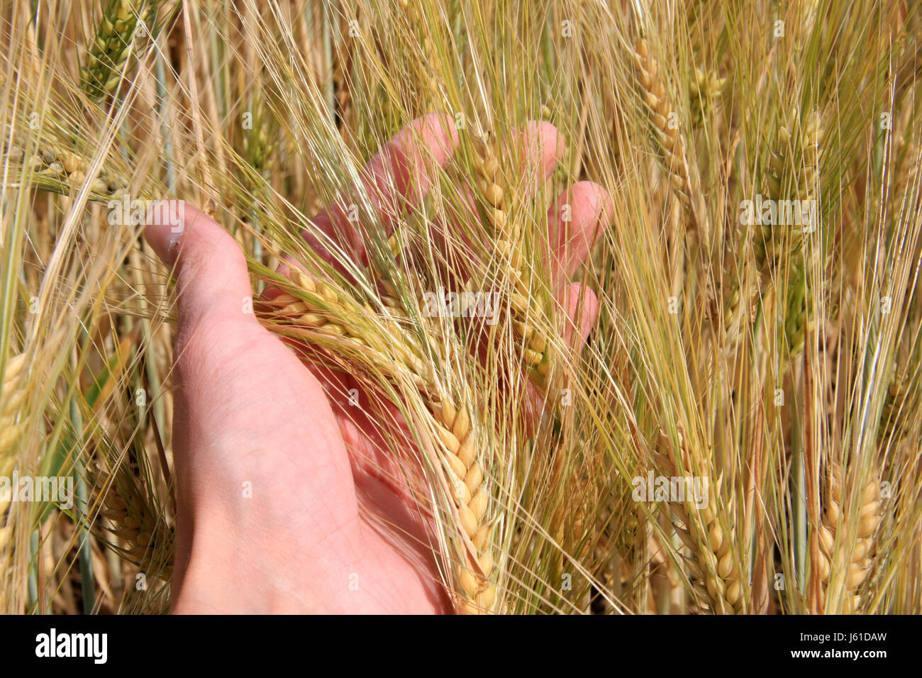 hand hands agriculture farming field grain cereal food aliment agrarian ...