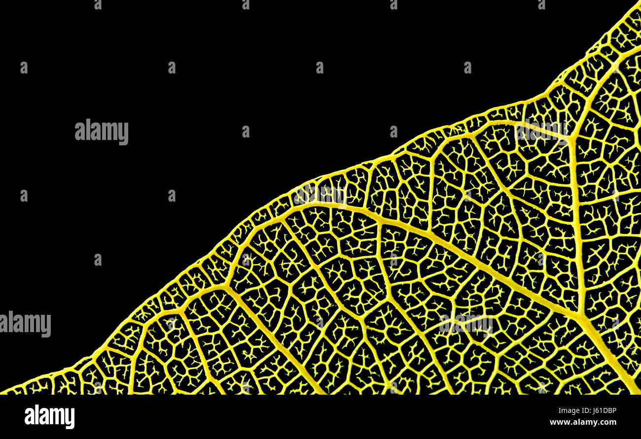 Trockenbltter hi-res stock photography and images - Alamy