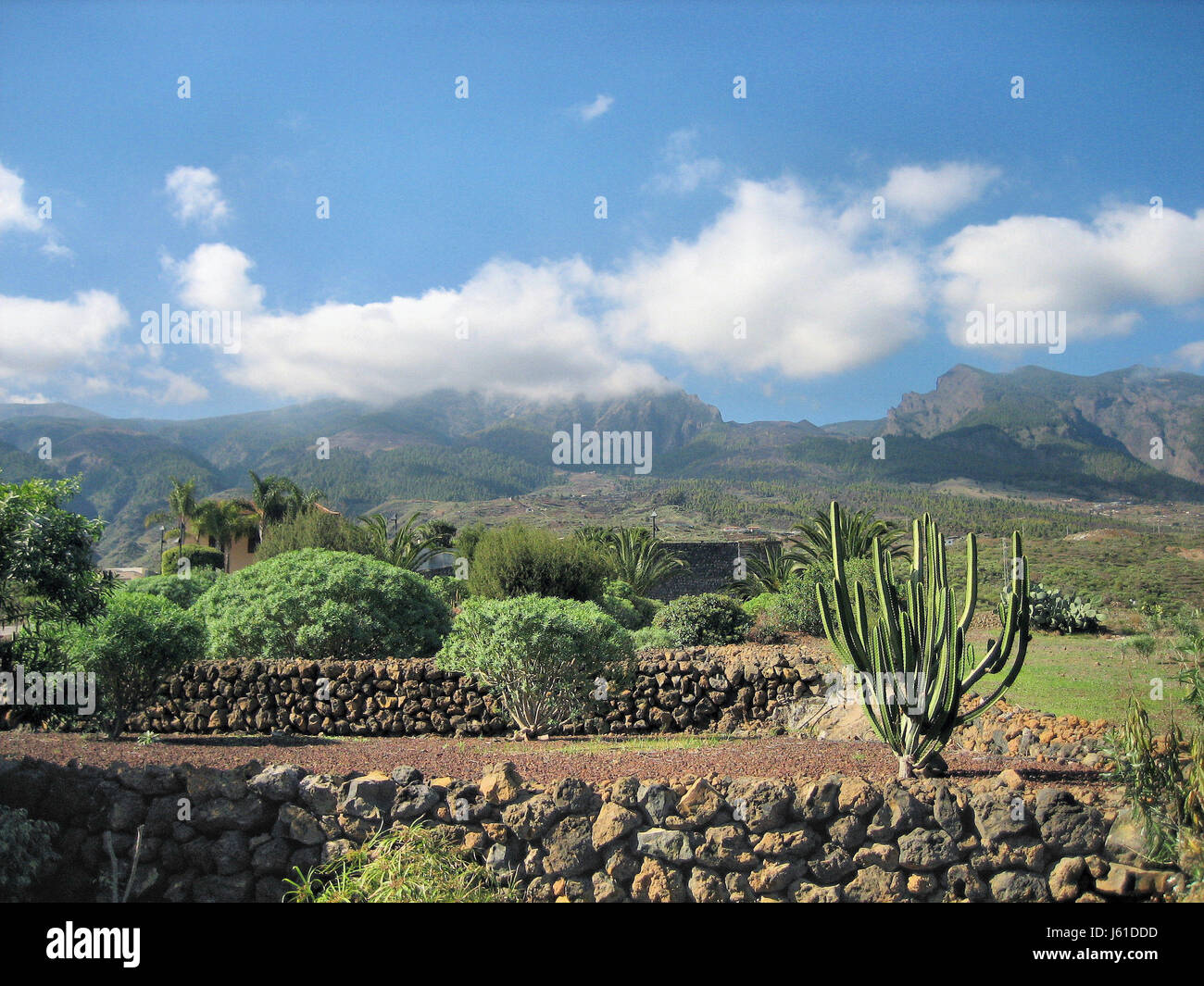 rock palm tree cactus lava mountain clouds tree desert wasteland spain ...