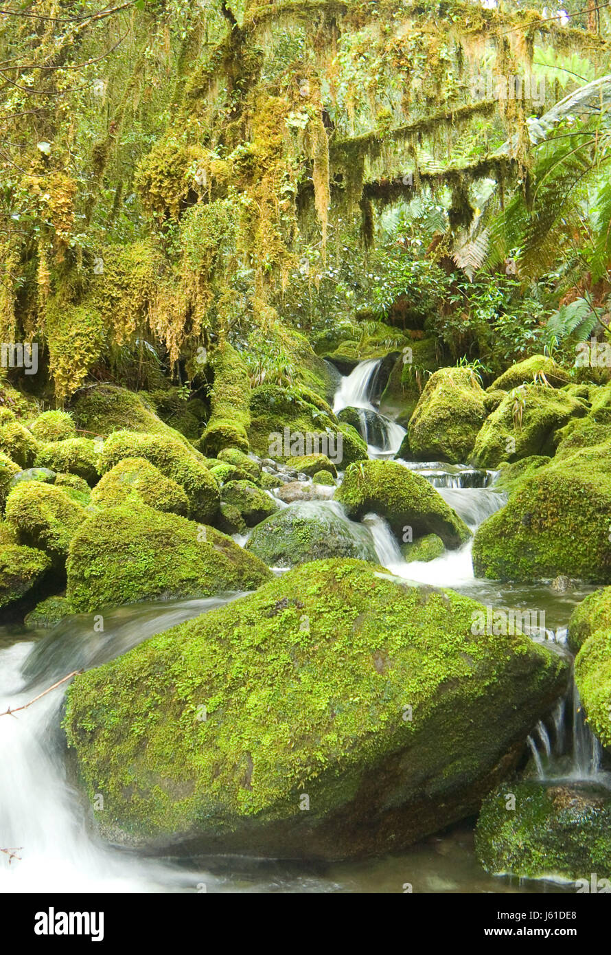 rain lawn green forest water raining cold motion postponement moving ...