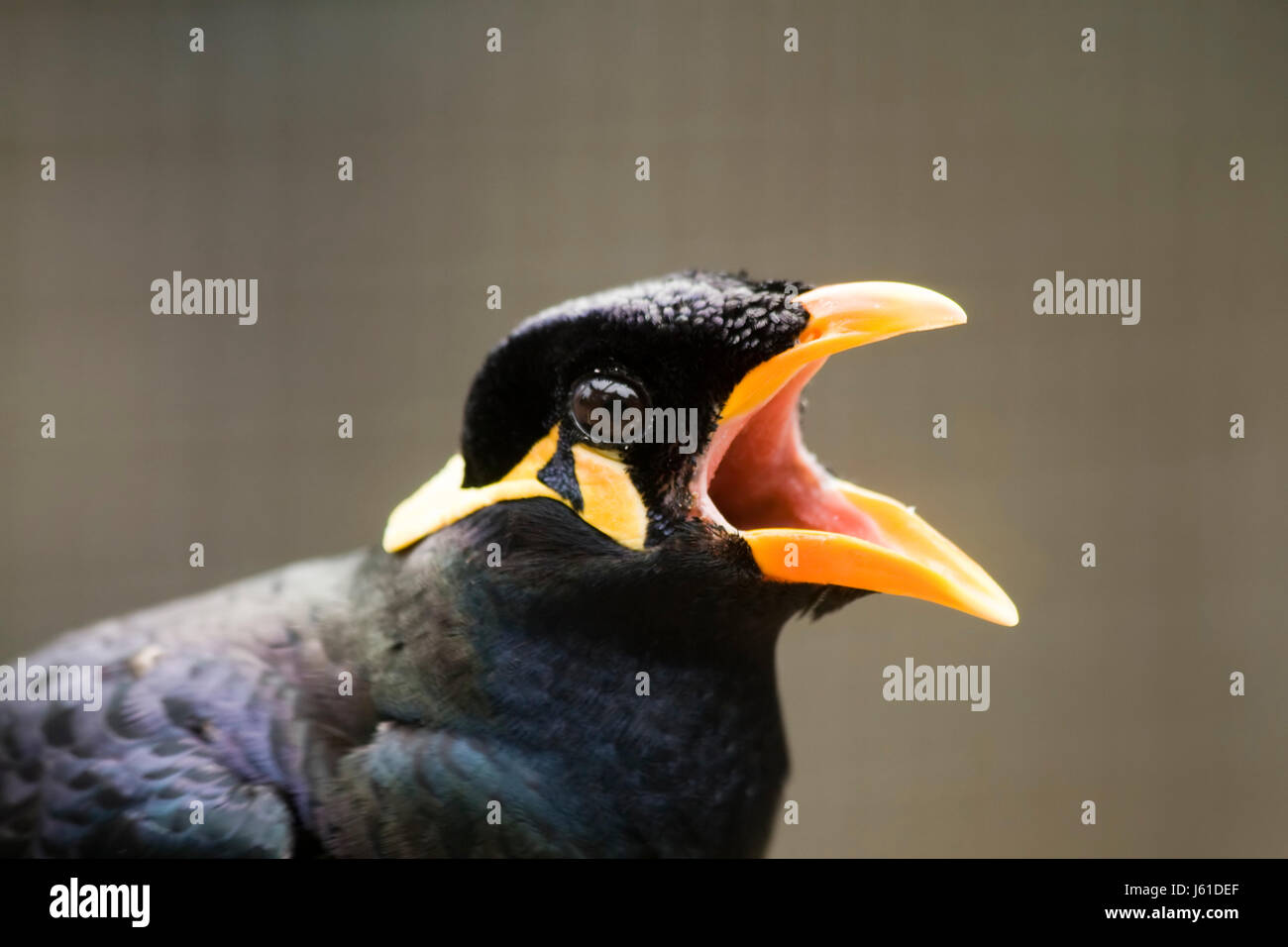 Beo Bird High Resolution Stock Photography and Images - Alamy