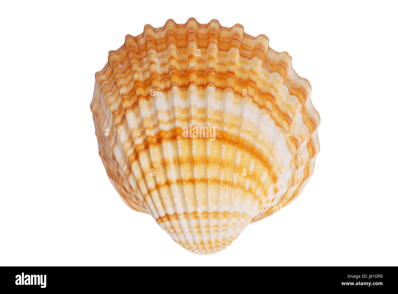 fish shell bowl sea animals salt water sea ocean water eating eat eats ...