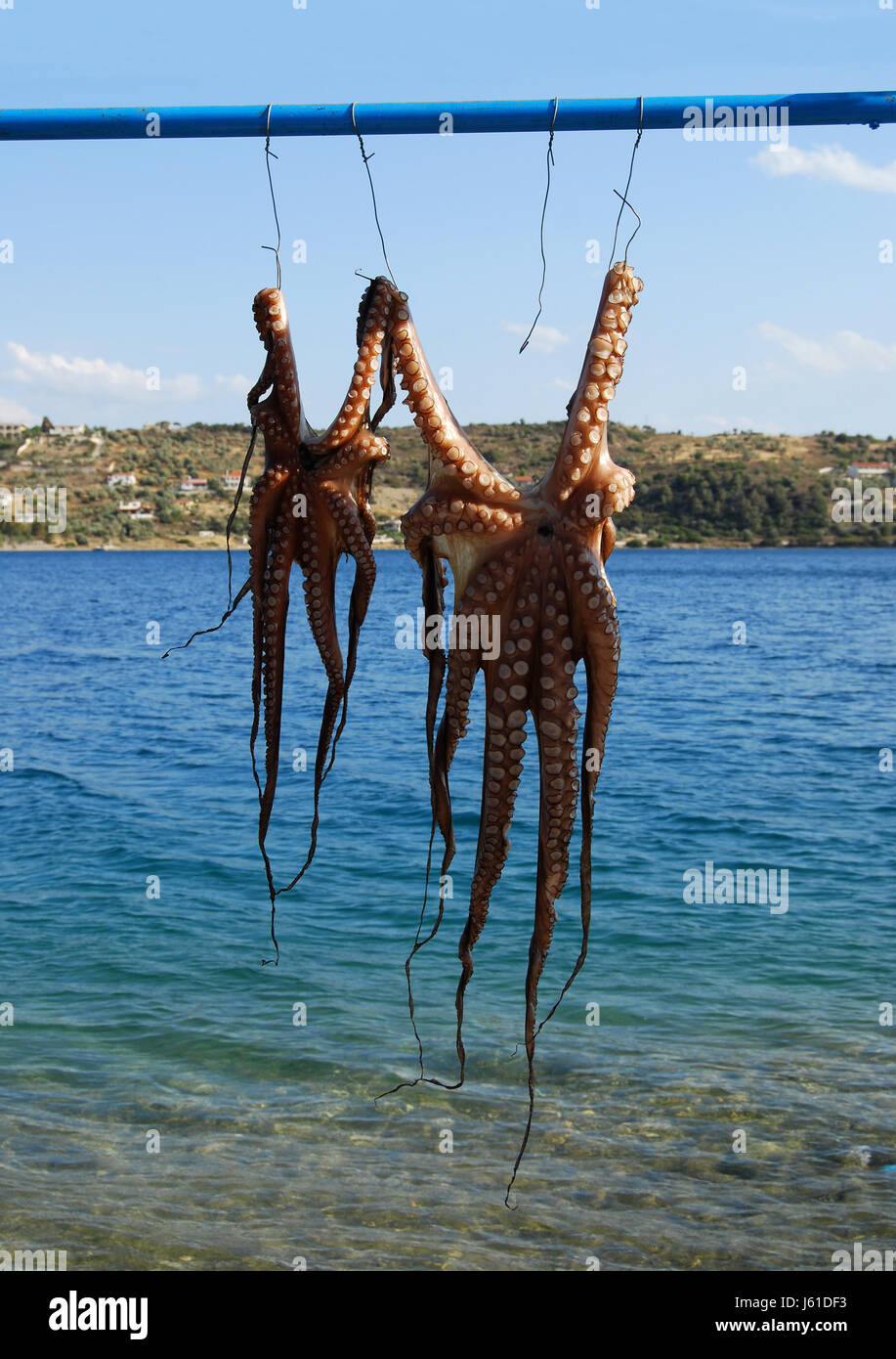 greece octopus squid speciality blue mollusc greece greek hang dry sea ...