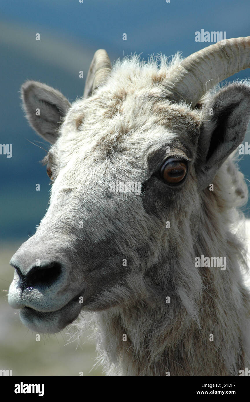 Sheep head hi-res stock photography and images - Alamy