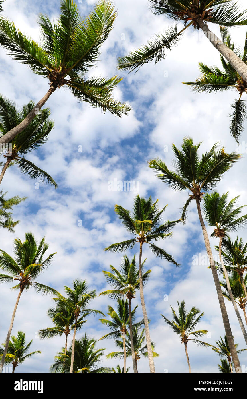 tree trees palms tropical clouds resort frame salt water sea ocean ...