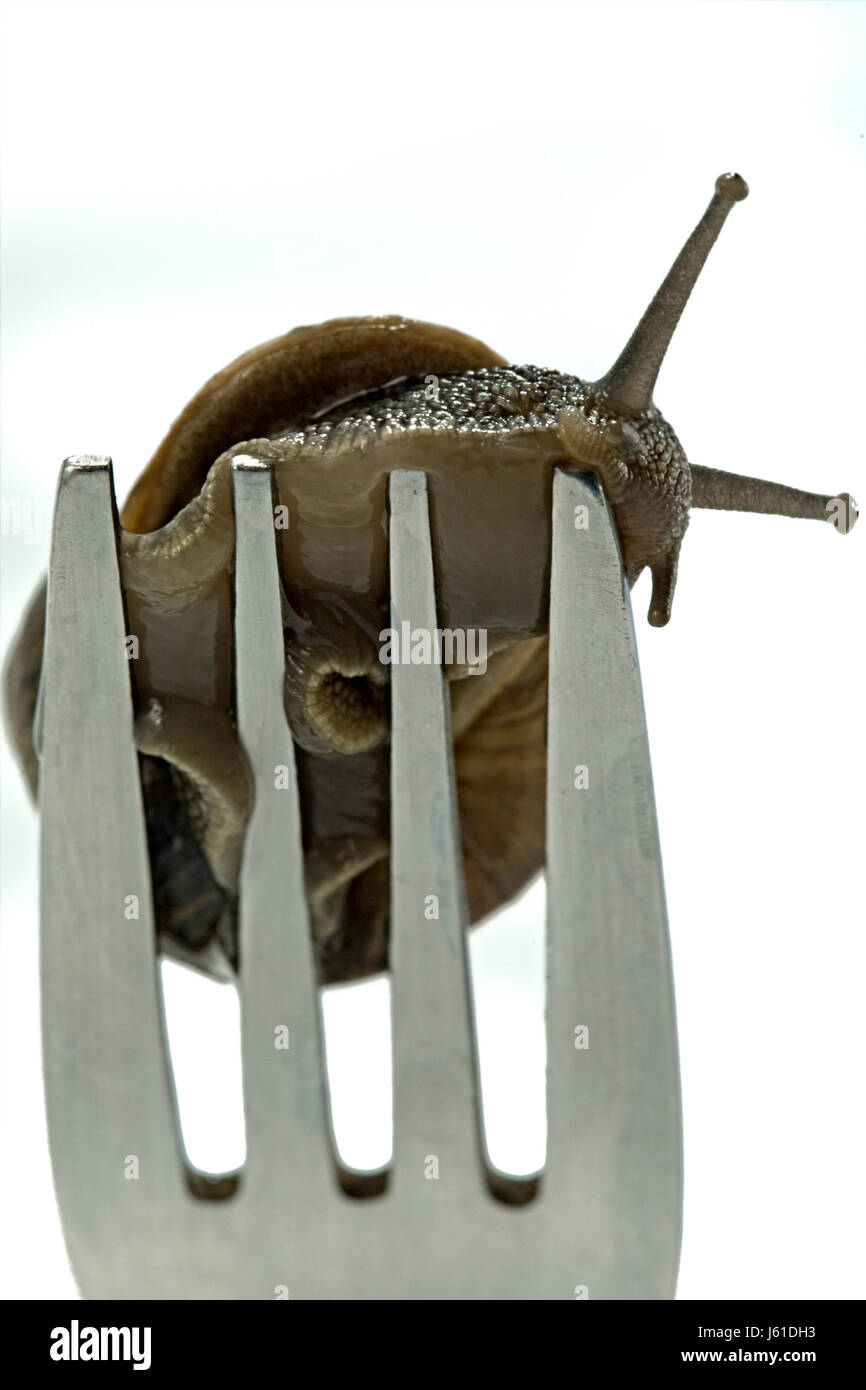 snail fork food dish meal supper dinner macro close-up macro admission ...
