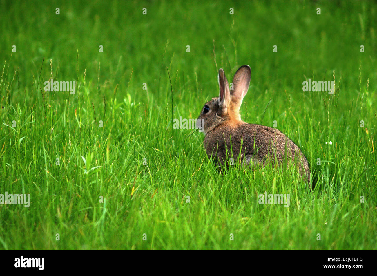 mammal green spring rabbit hare meadow rabbits bunny environment ...