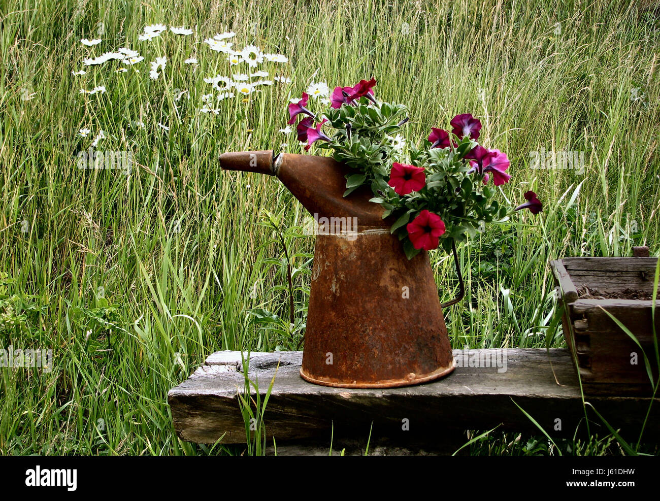 still life object flower flowers plant rusty rust shelf jug lawn green ...
