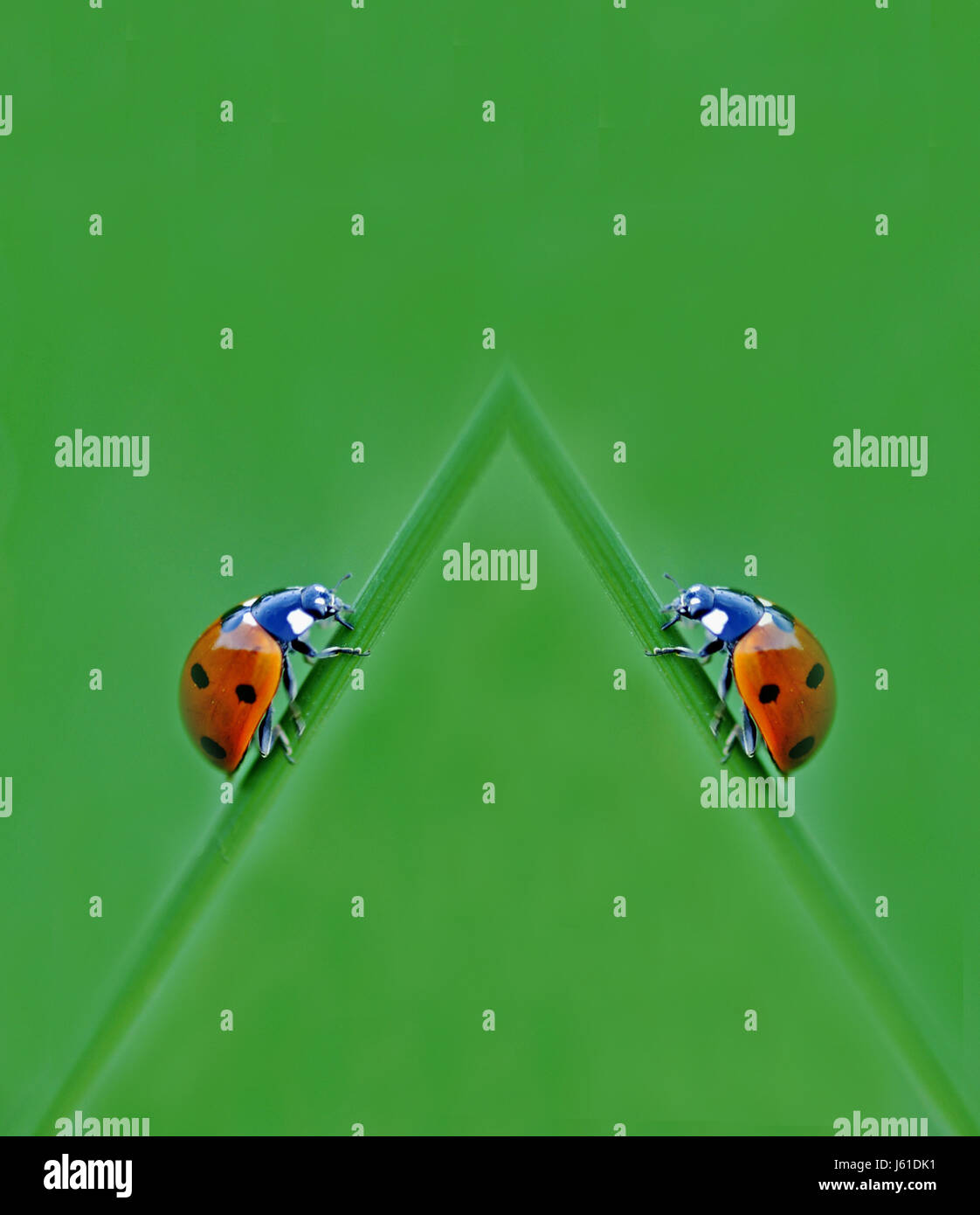 insect beetle photo composition dots rise climb climbing ascend uphill ...