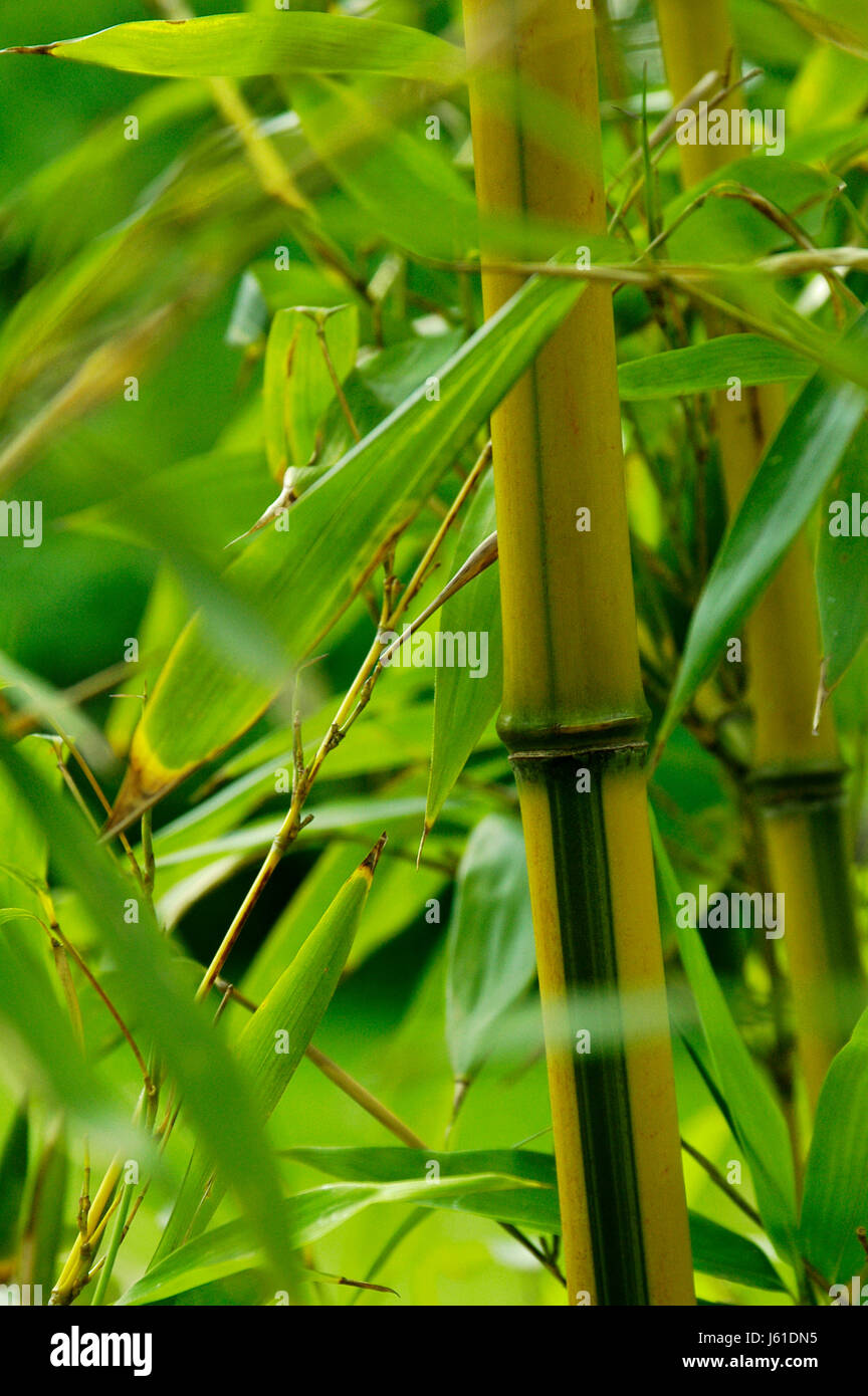 bamboo bamboo cane environment enviroment plant botany botanical nature ...