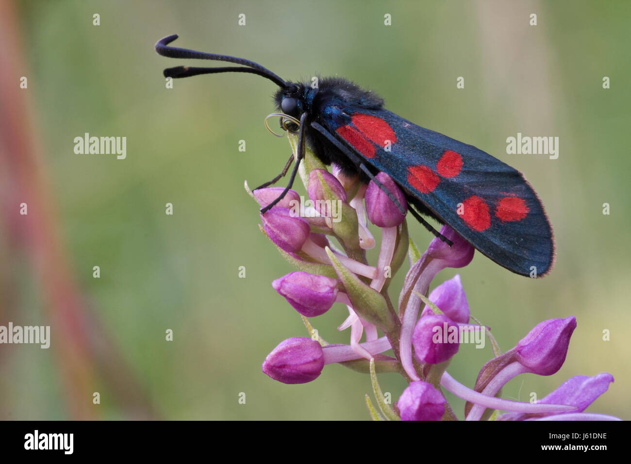 insect butterfly black swarthy jetblack deep black moth antenna ...
