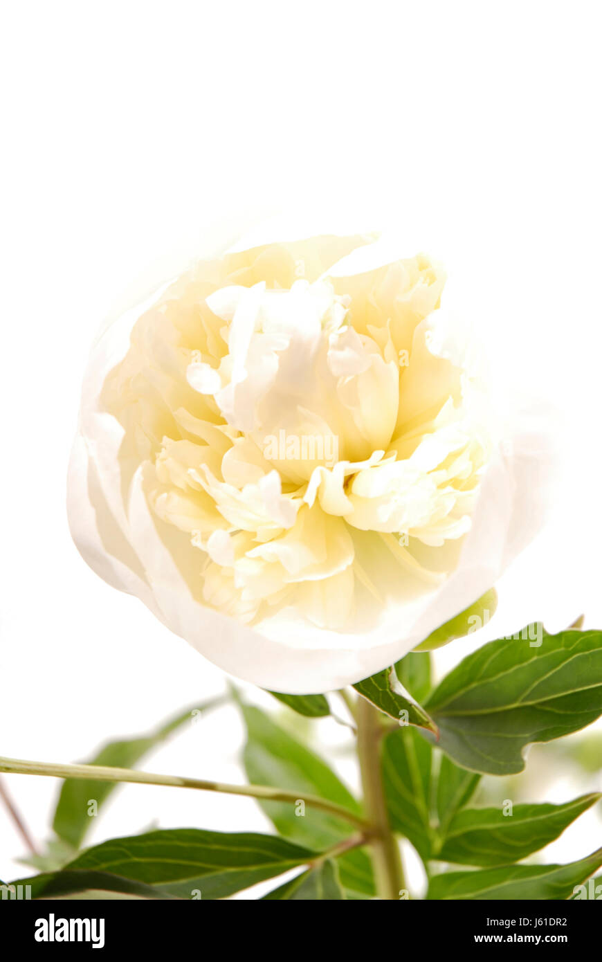 Peony shape hi-res stock photography and images - Alamy