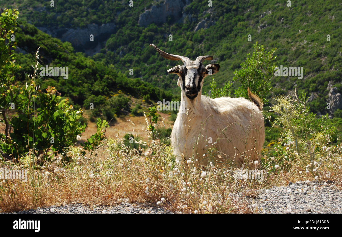 curious nosey nosy goat greece look glancing see view looking peeking ...