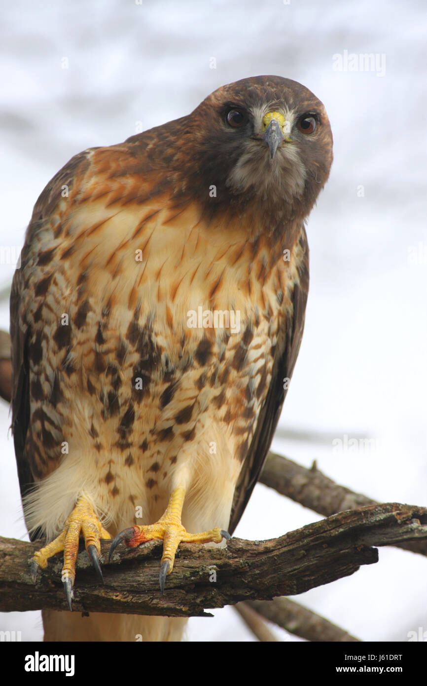 bird raptor birds of prey wildlife predator prey booty hawk nature ...