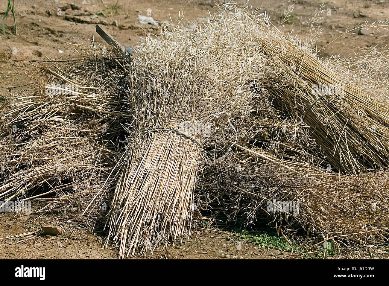 plant agriculture farming grasses dry dried up barren blades bundle ...