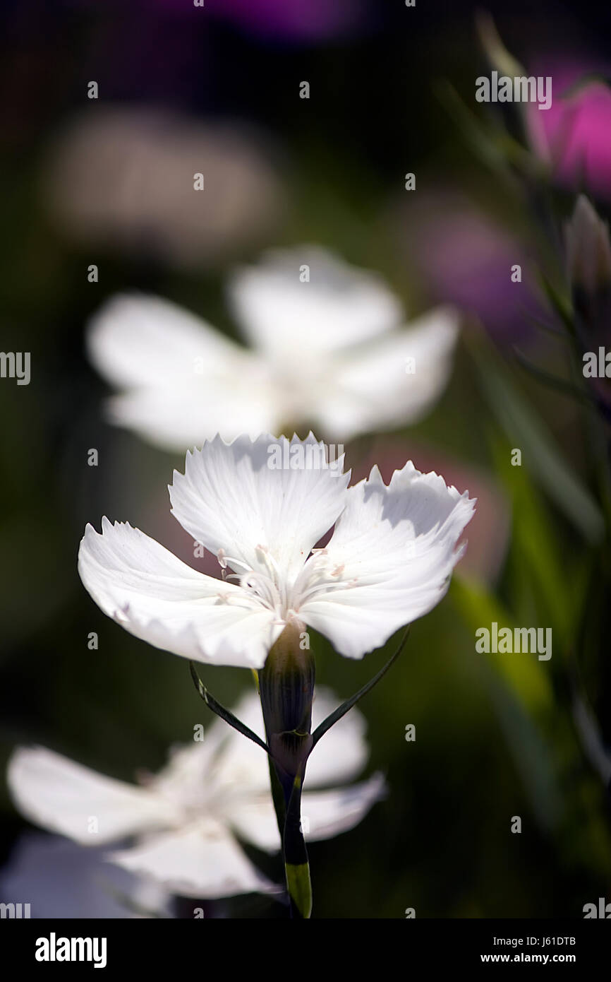 flower plant carnation shrub perennial colour plant flower carnation ...