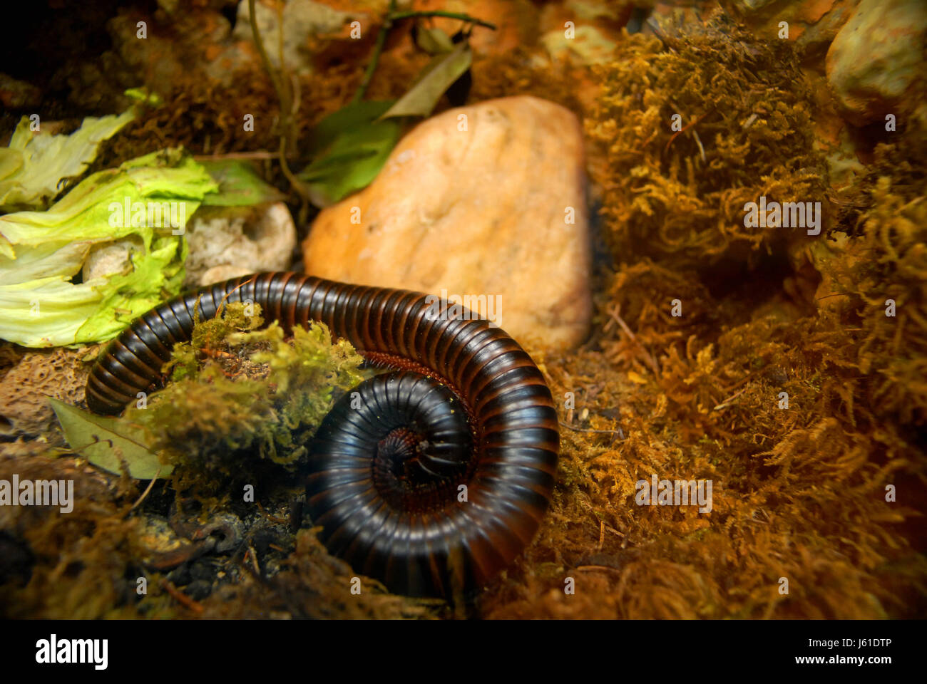 hydrocyanic acid centipede toxic poisonous legs animal insect ...