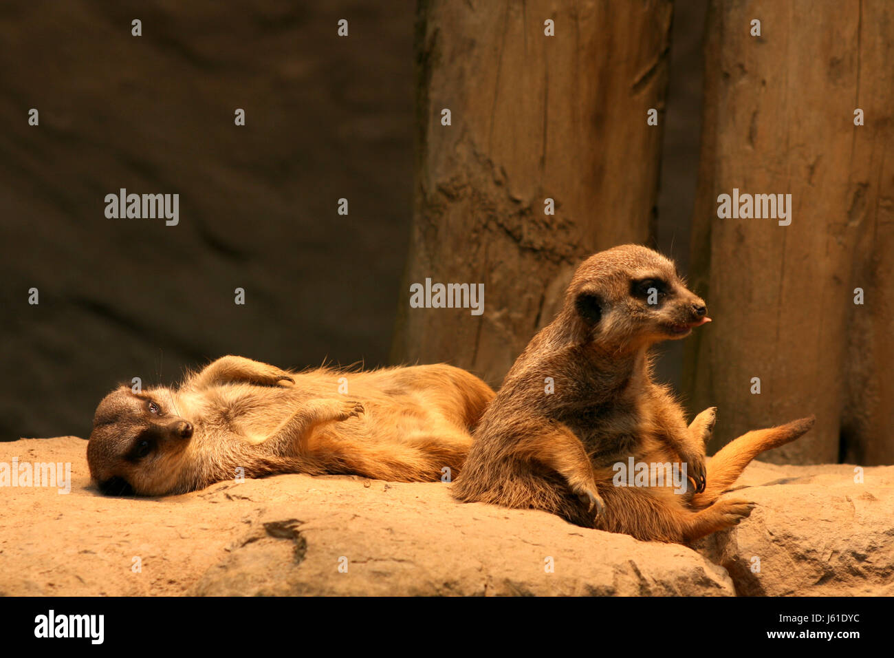 relaxed intelligent meerkat meerkats lie lying lies rock to watch out ...