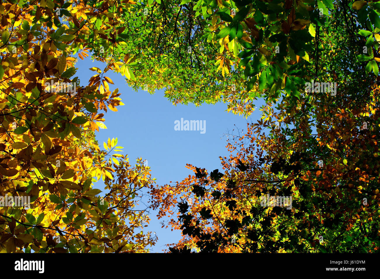 leaves firmament sky forest fall autumn blue leaf tree green branch firmament Stock Photo - Alamy