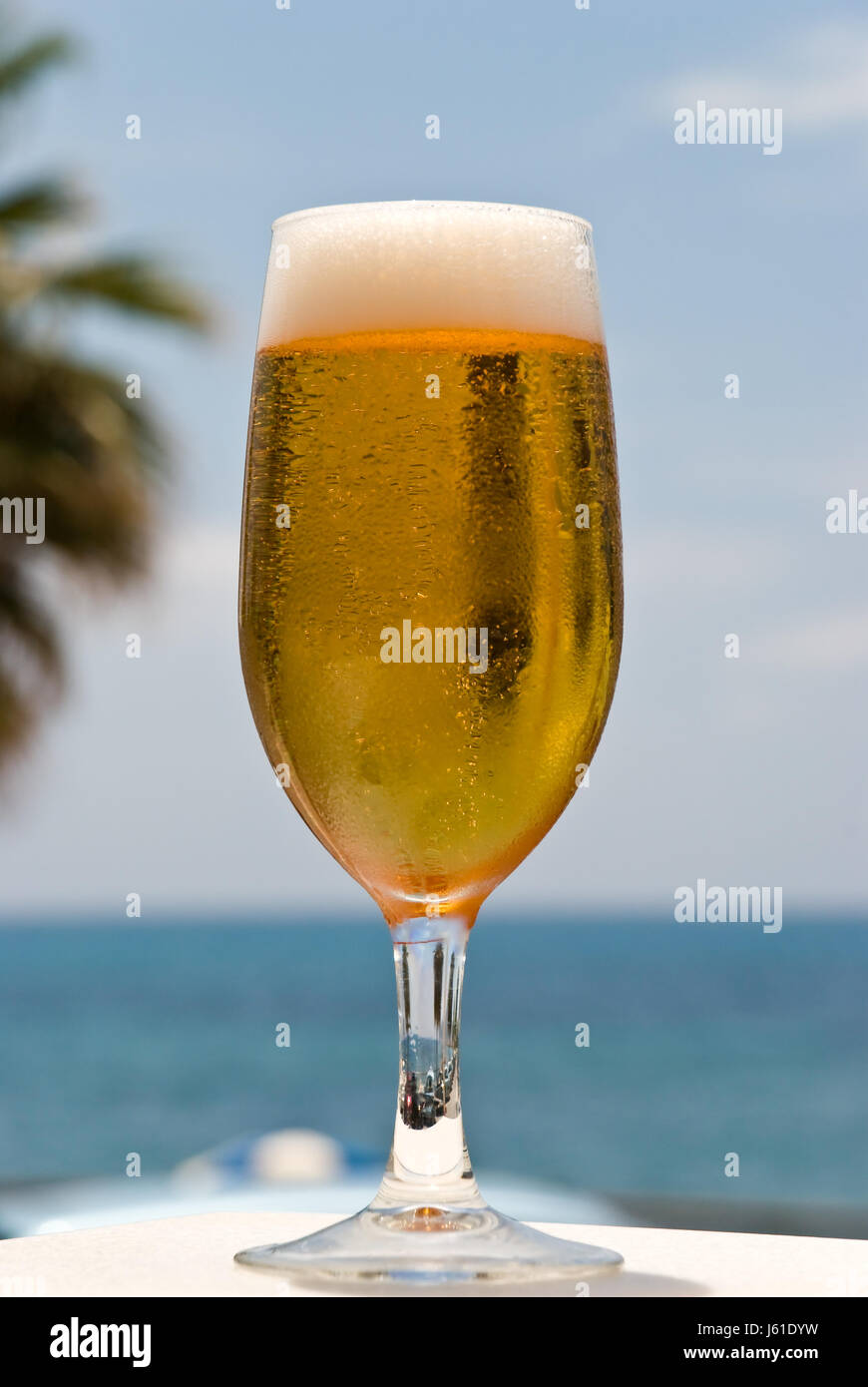 drink cold alcohol beer palm tree tropical salt water sea ocean water ...