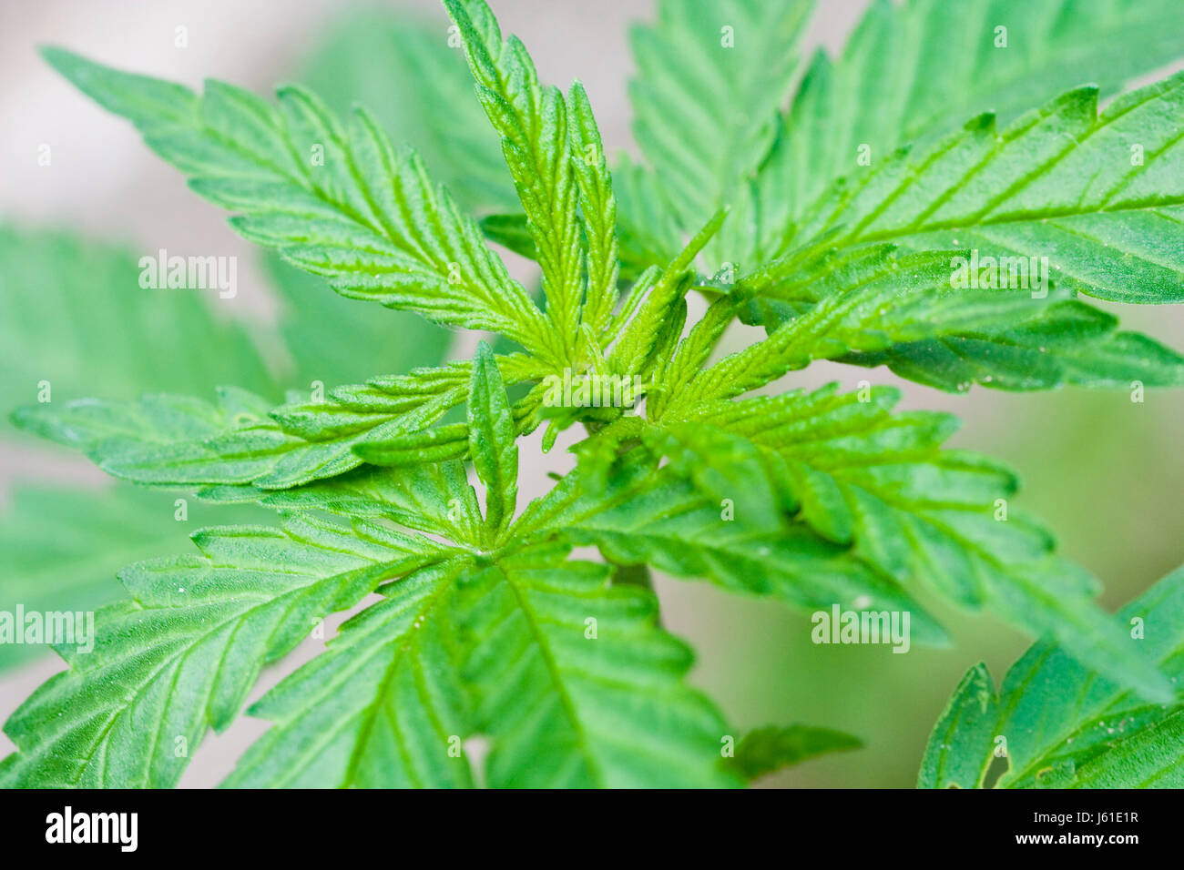 backdrop background material drug anaesthetic addictive drug marijuana Stock Photo - Alamy