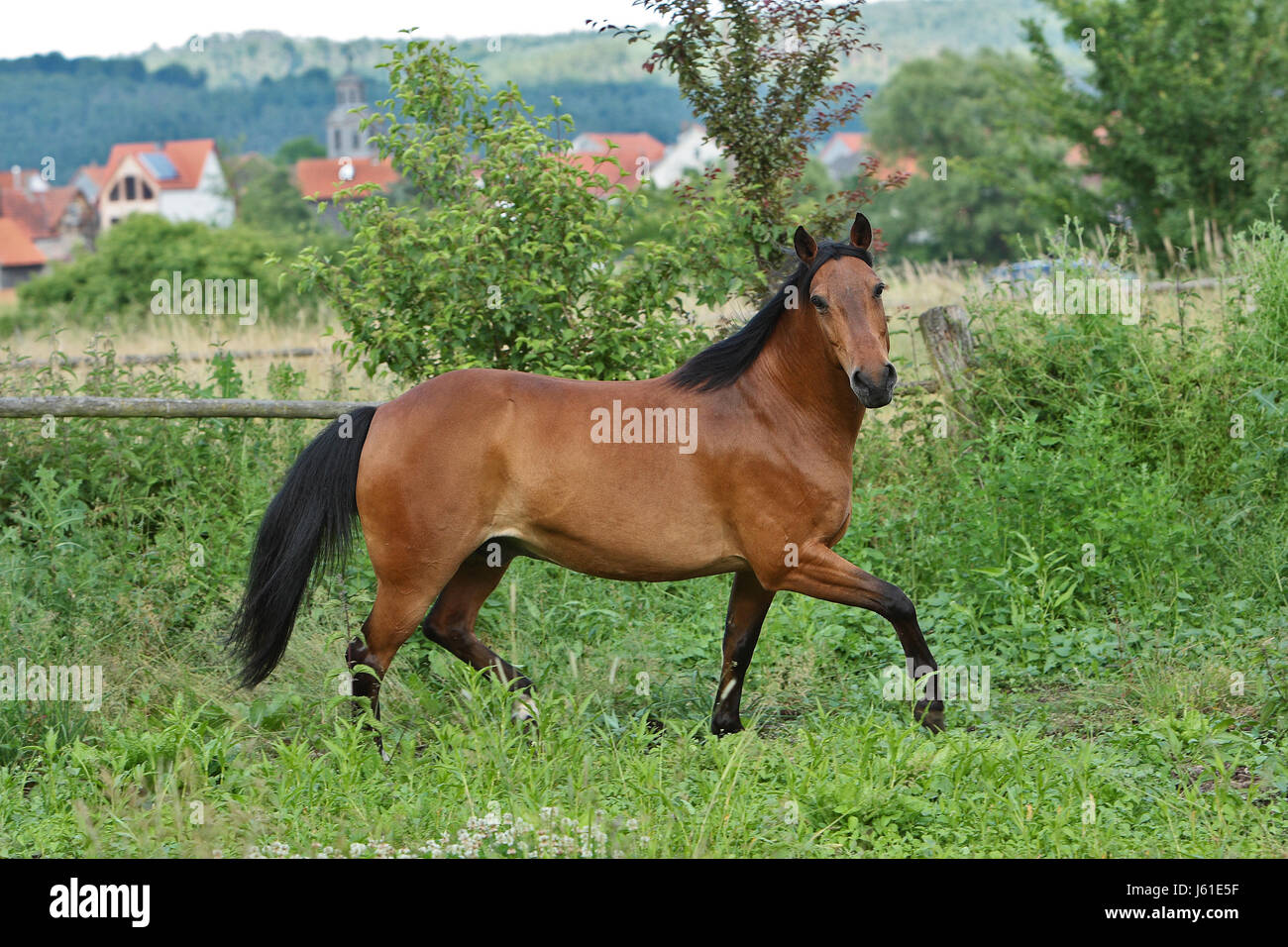 horse look glancing see view looking peeking looking at horses pony ...