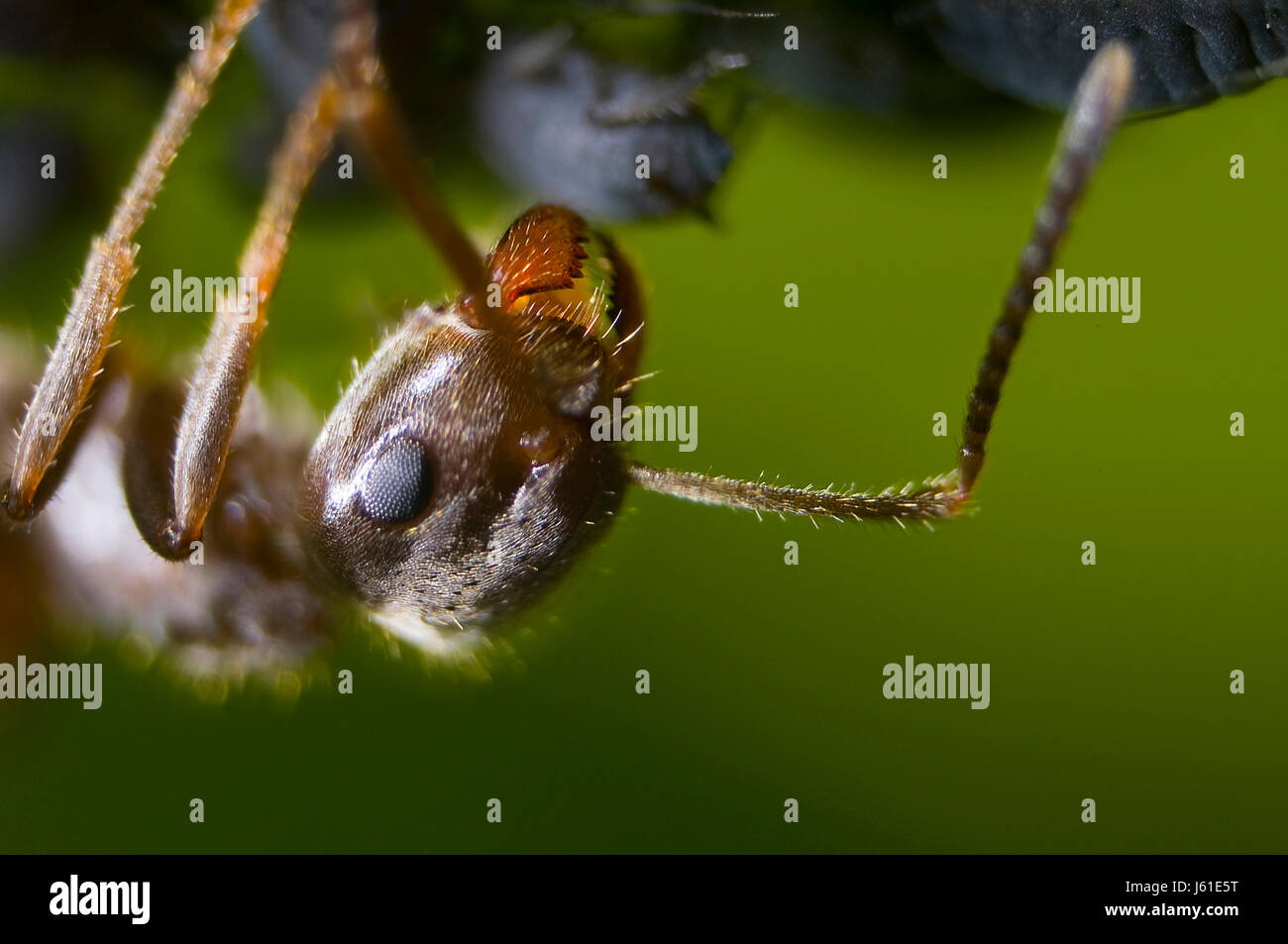 drink drinking bibs ant insects animals portrait nature head food ...