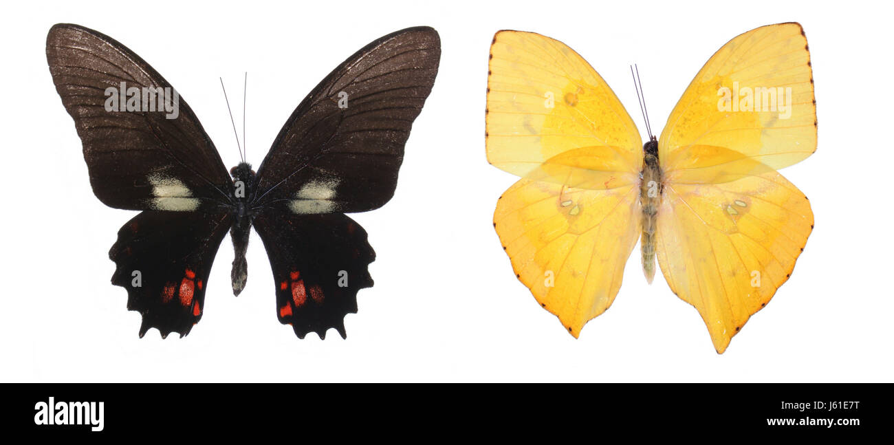 animal insect butterfly butterflies bug colorful garden animal insect ...