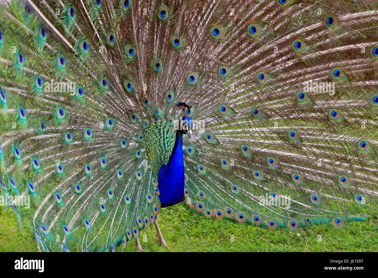 wheel animal bird coloured colourful gorgeous multifarious richly ...