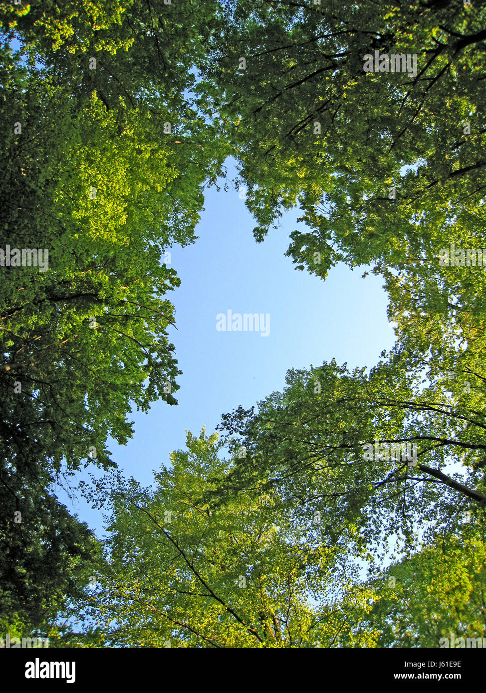 tree trees idea perspective point of view approach view opinion angle ...