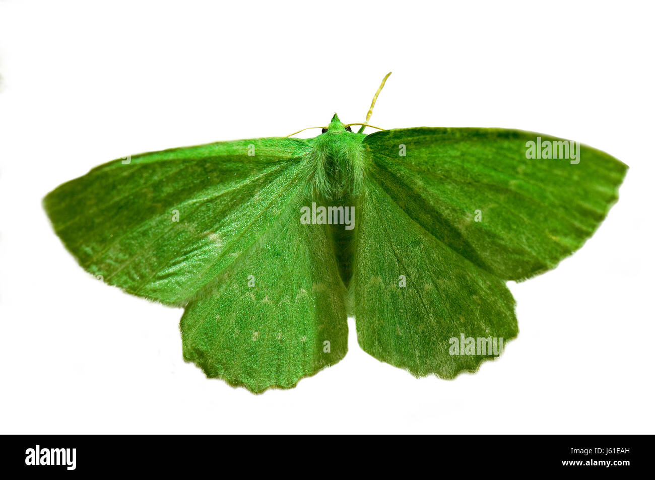 Spanner moth Cut Out Stock Images & Pictures - Alamy
