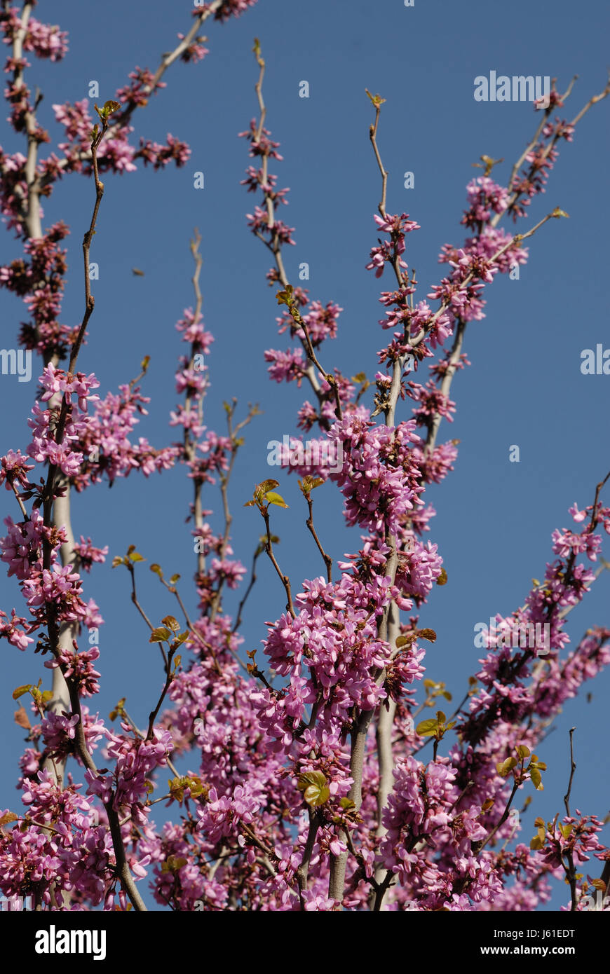 Ordinary judas tree hi-res stock photography and images - Alamy