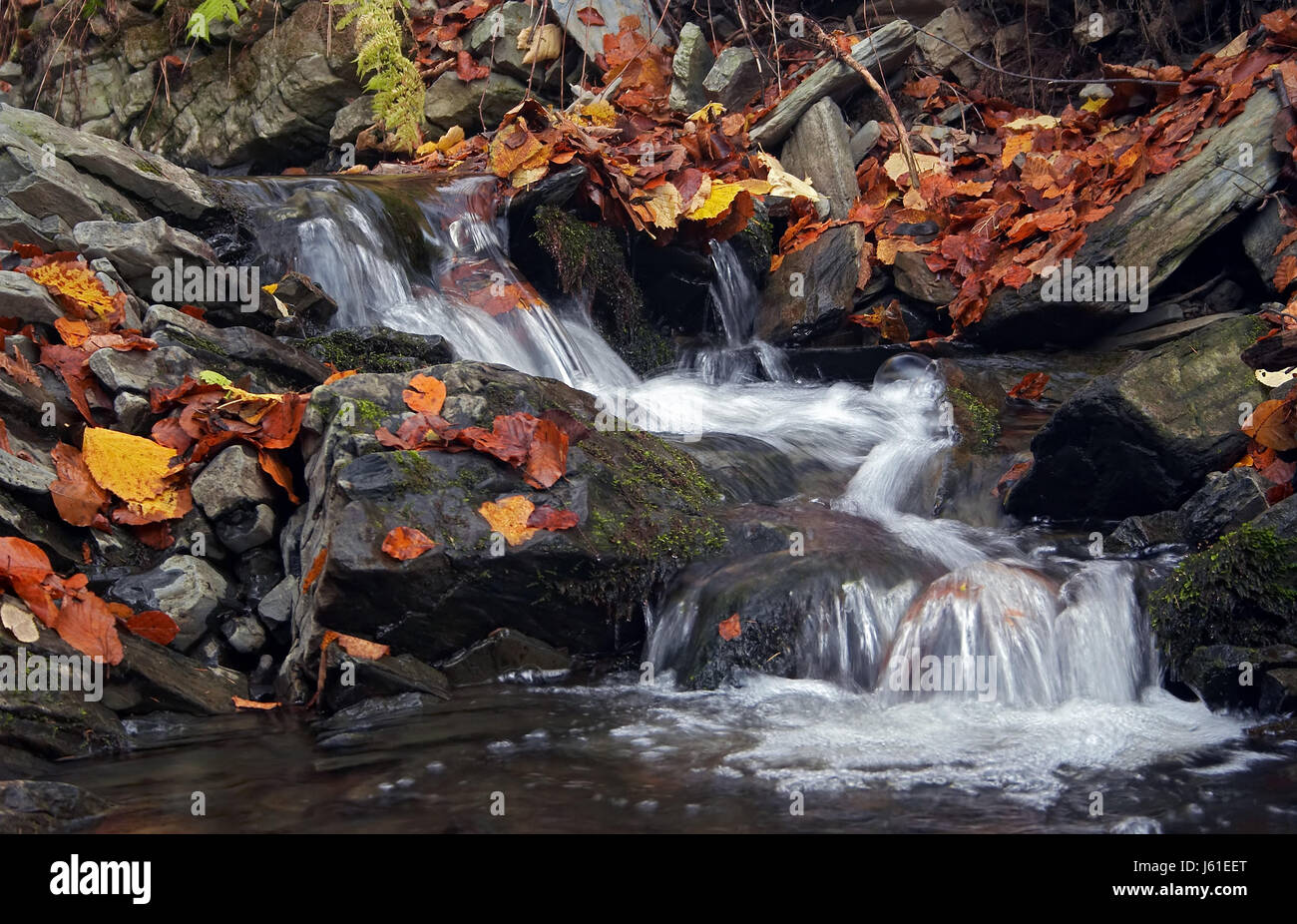 leaves creek cascade foliage water fall autumn model design project ...