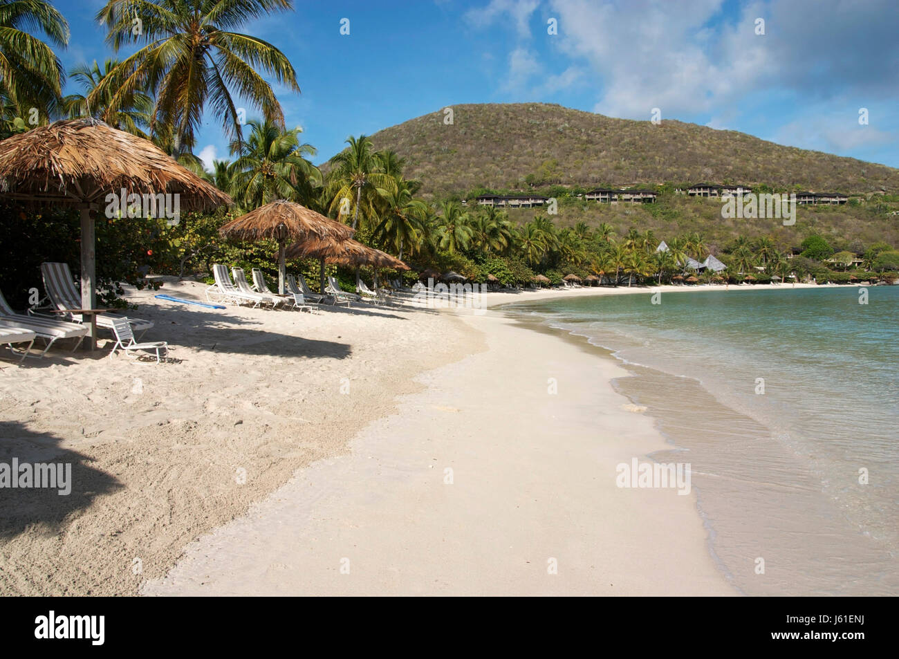 tree beach seaside the beach seashore palm resort salt water sea ocean ...