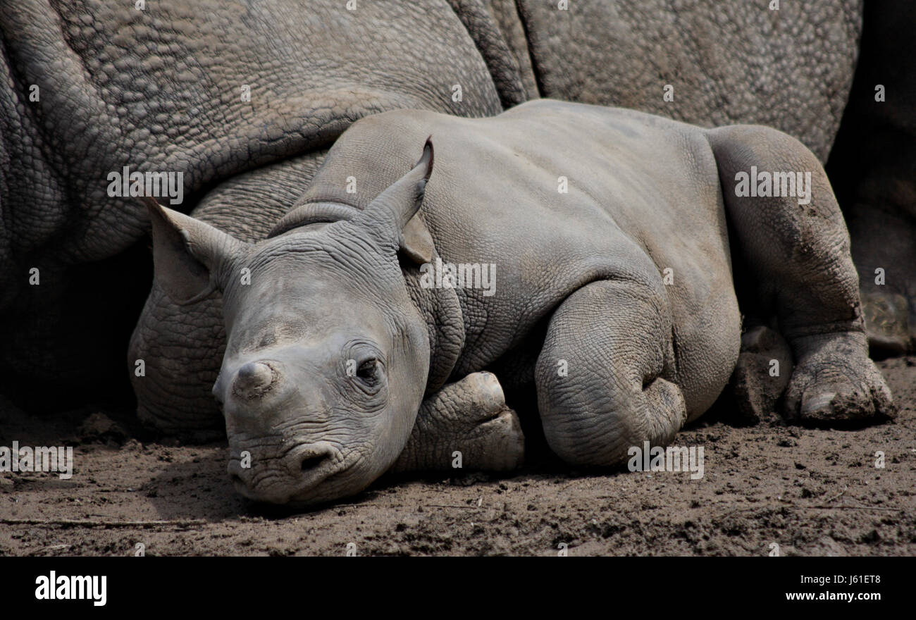 mammal offspring game reserve maternity protection security secure ...