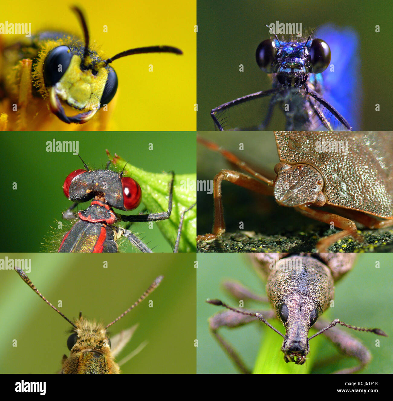 insect eye organ head insects butterfly portrait beetle wasp dragonfly ...