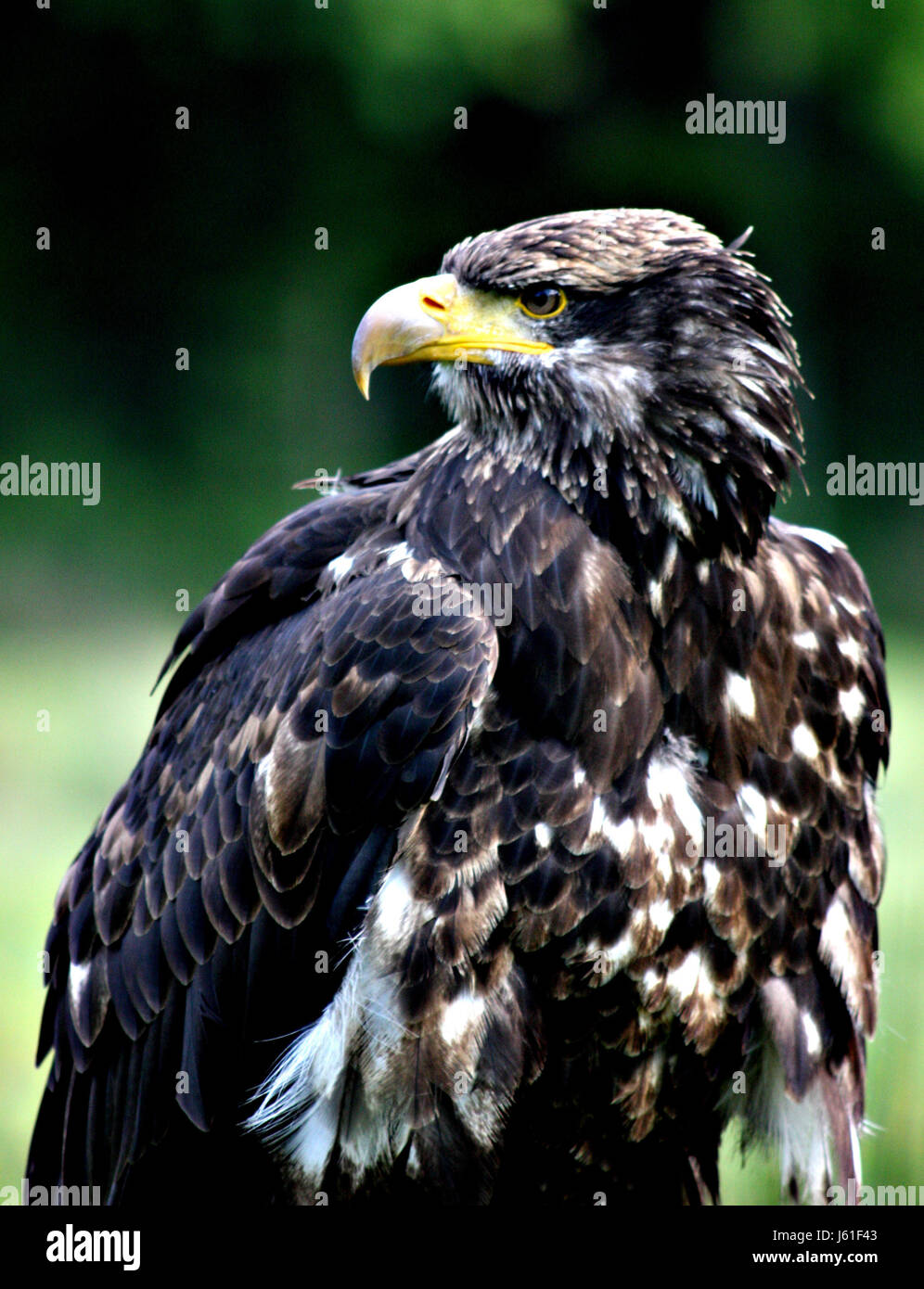 young bald eagle Stock Photo - Alamy