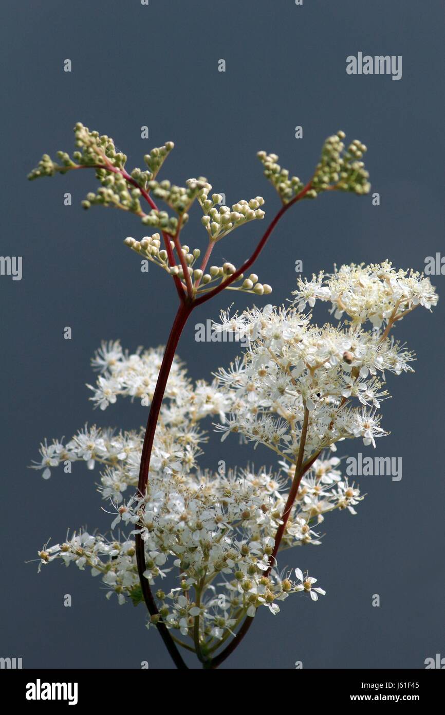 flower of meadowsweet Stock Photo - Alamy
